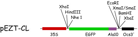 Carnegie Cell Imaging
